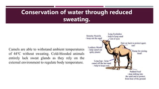 Desert Ecosystem-1.pptx adaptations of animals who survive in desert ...
