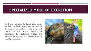 Desert Ecosystem-1.pptx adaptations of animals who survive in desert ...