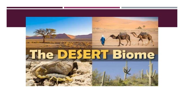 Desert Ecosystem-1.pptx adaptations of animals who survive in desert ...
