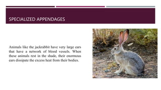 Desert Ecosystem-1.pptx adaptations of animals who survive in desert ...