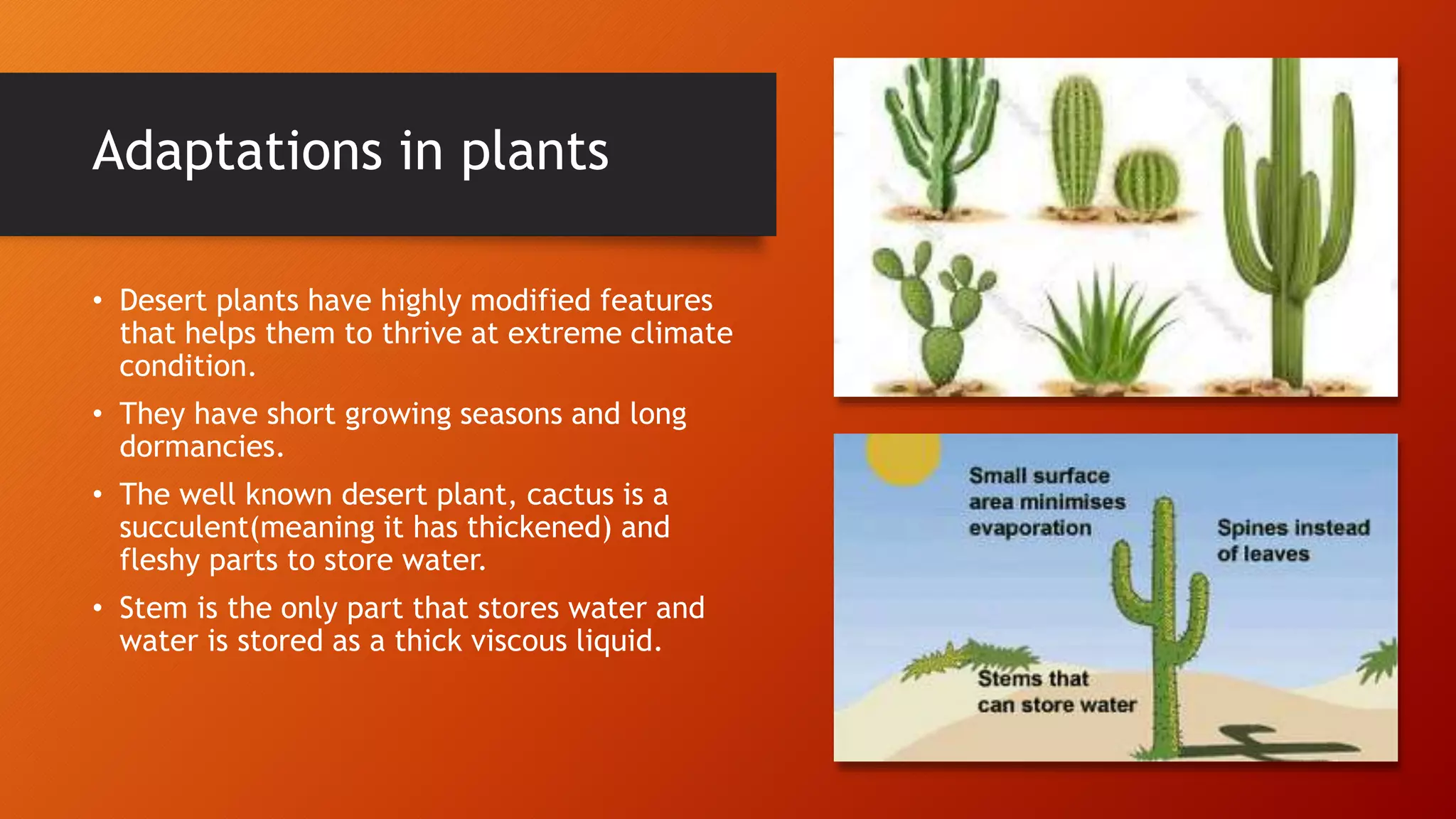 Desert ecosystem | PPT