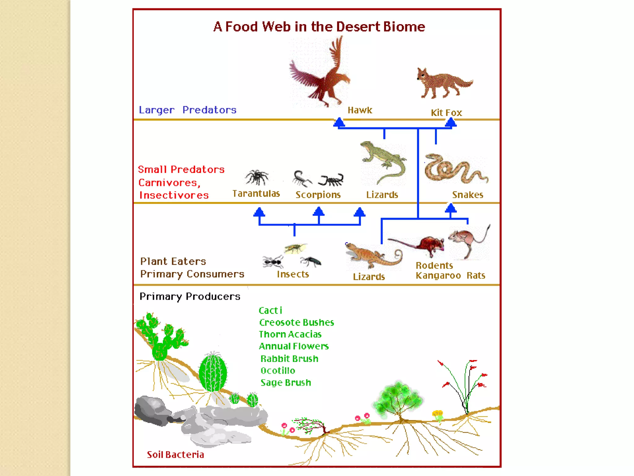 Desert Ecosystem.ppt