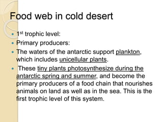 Cold Desert Food Chain