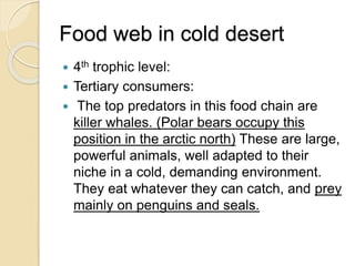 Cold Desert Food Chain