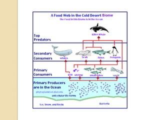 Cold Desert Food Chain