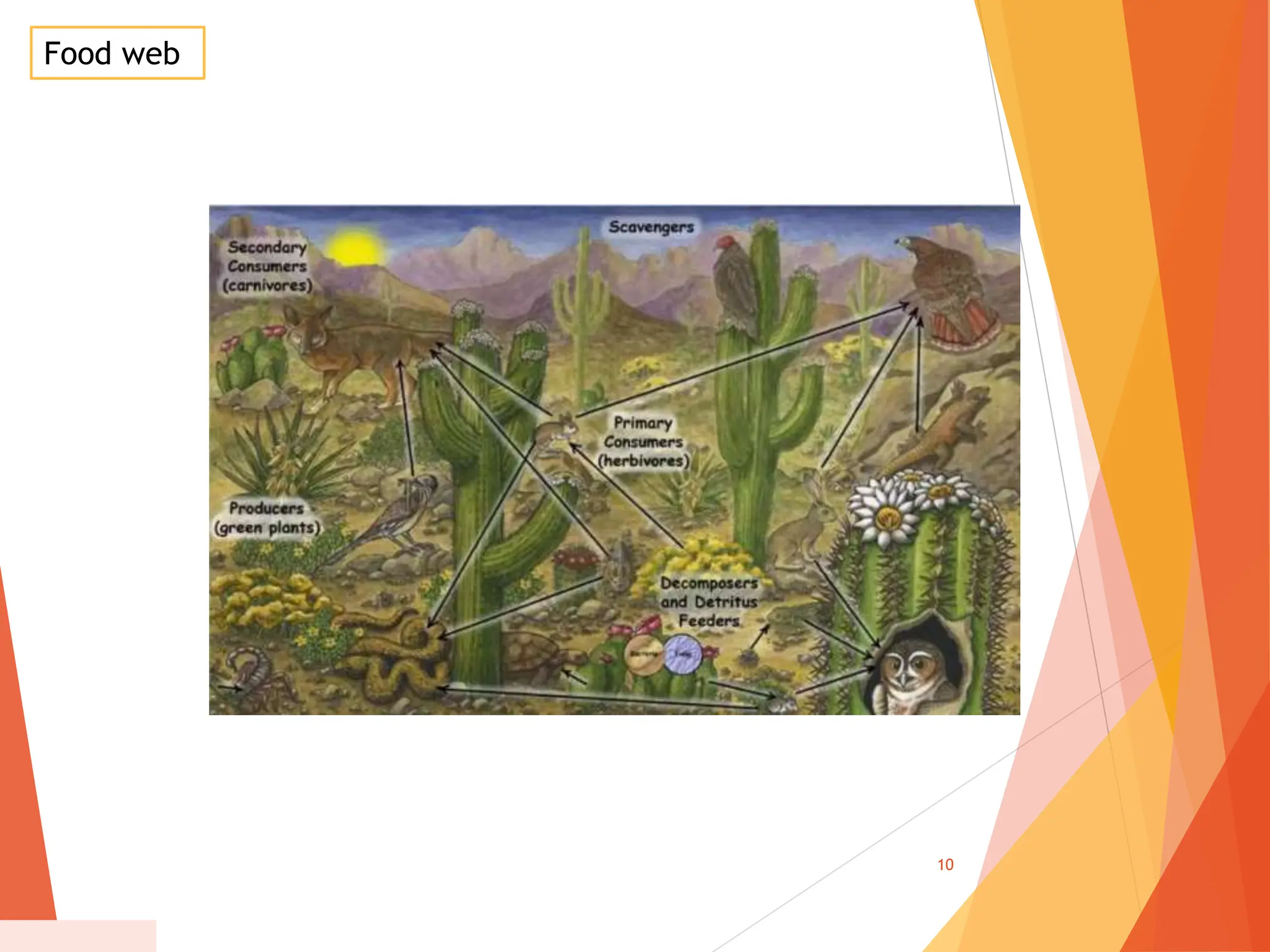 DESERT ECOSYSTEM AND ITS CHARACTERISTICS AND TYPES | PPTX
