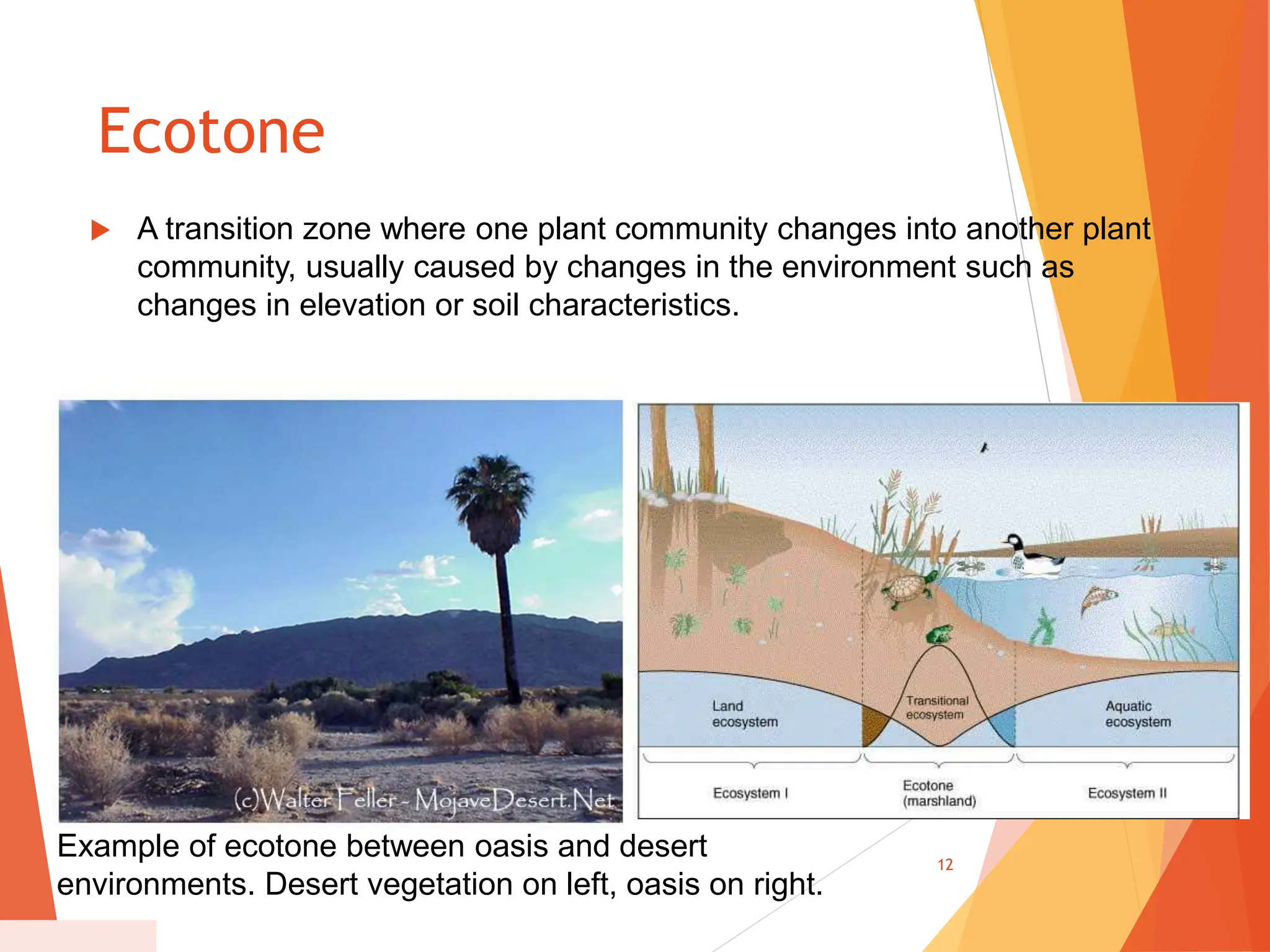 DESERT ECOSYSTEM AND ITS CHARACTERISTICS AND TYPES | PPTX