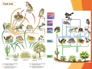 DESERT ECOSYSTEM AND ITS CHARACTERISTICS AND TYPES | PPTX