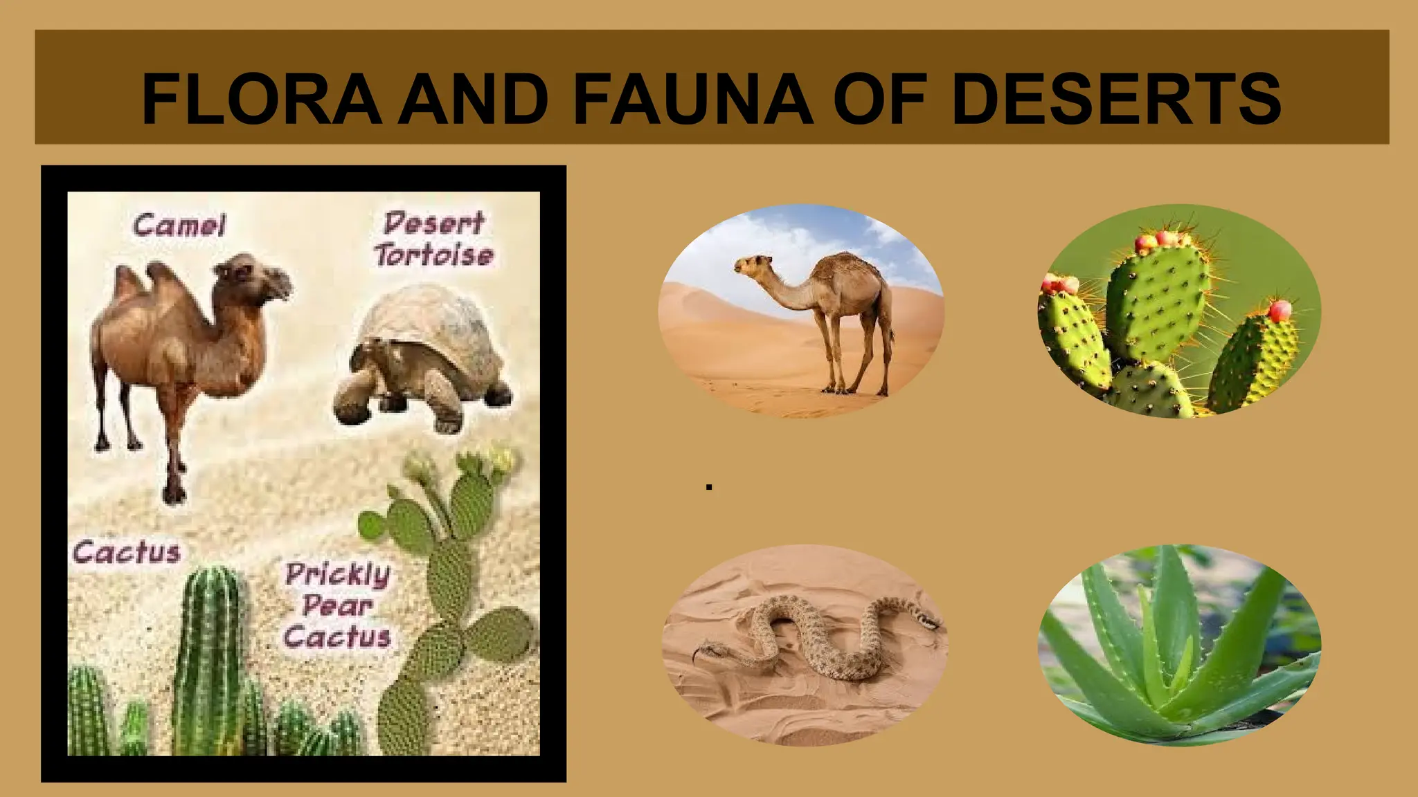 Desert ecosystem it's types , importance and adaptation of flora and ...