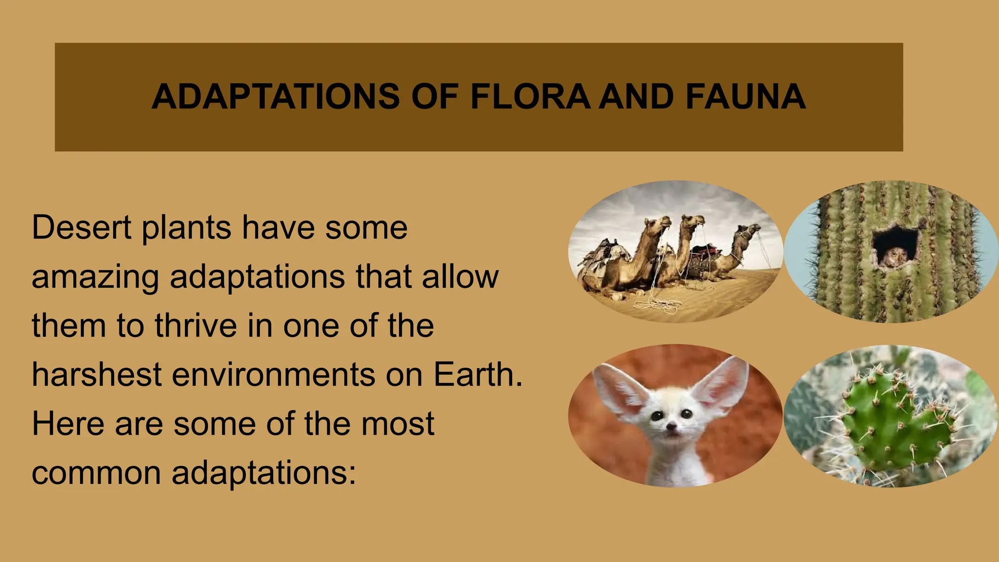 Desert ecosystem it's types , importance and adaptation of flora and ...
