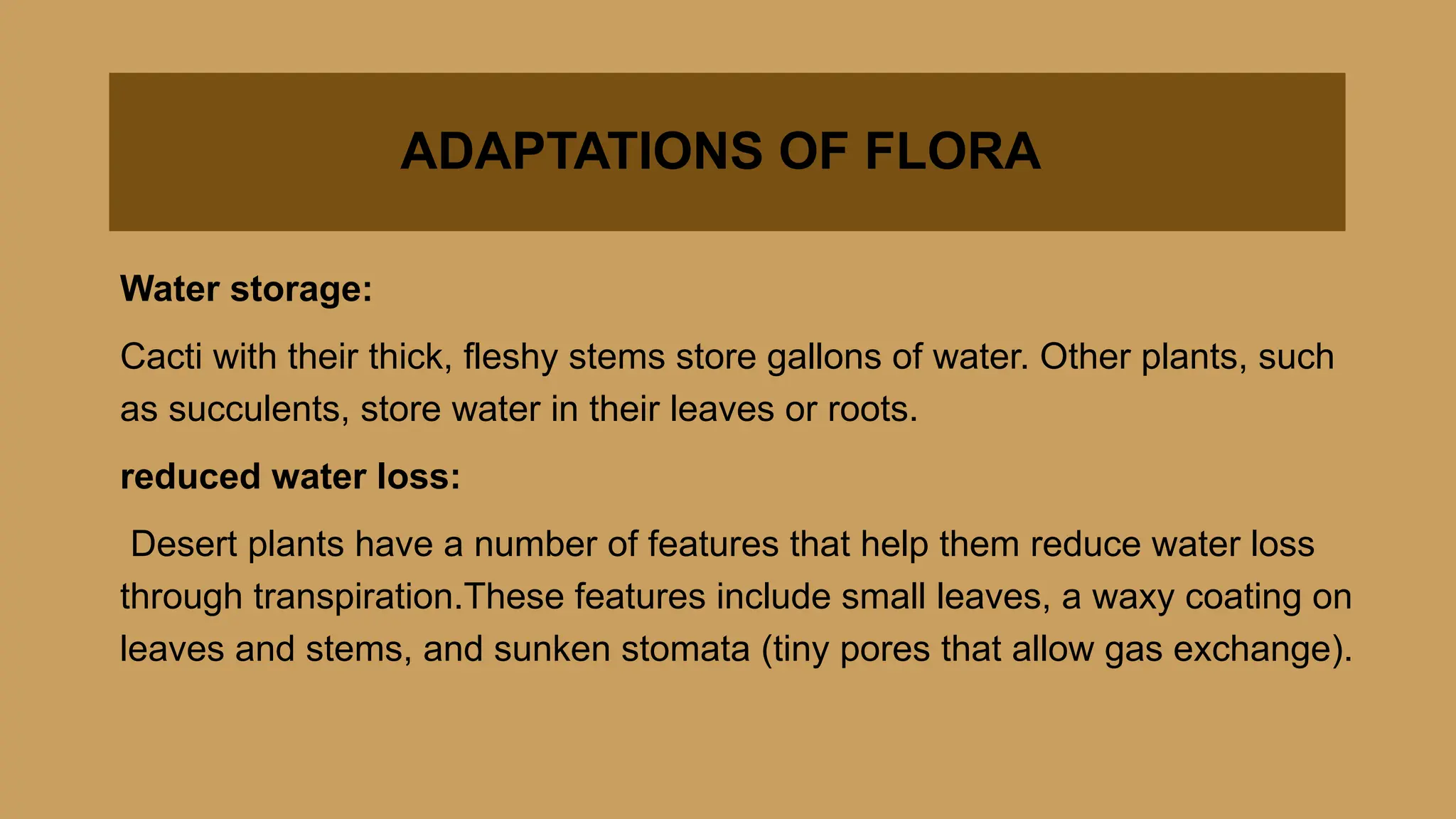 Desert ecosystem it's types , importance and adaptation of flora and ...