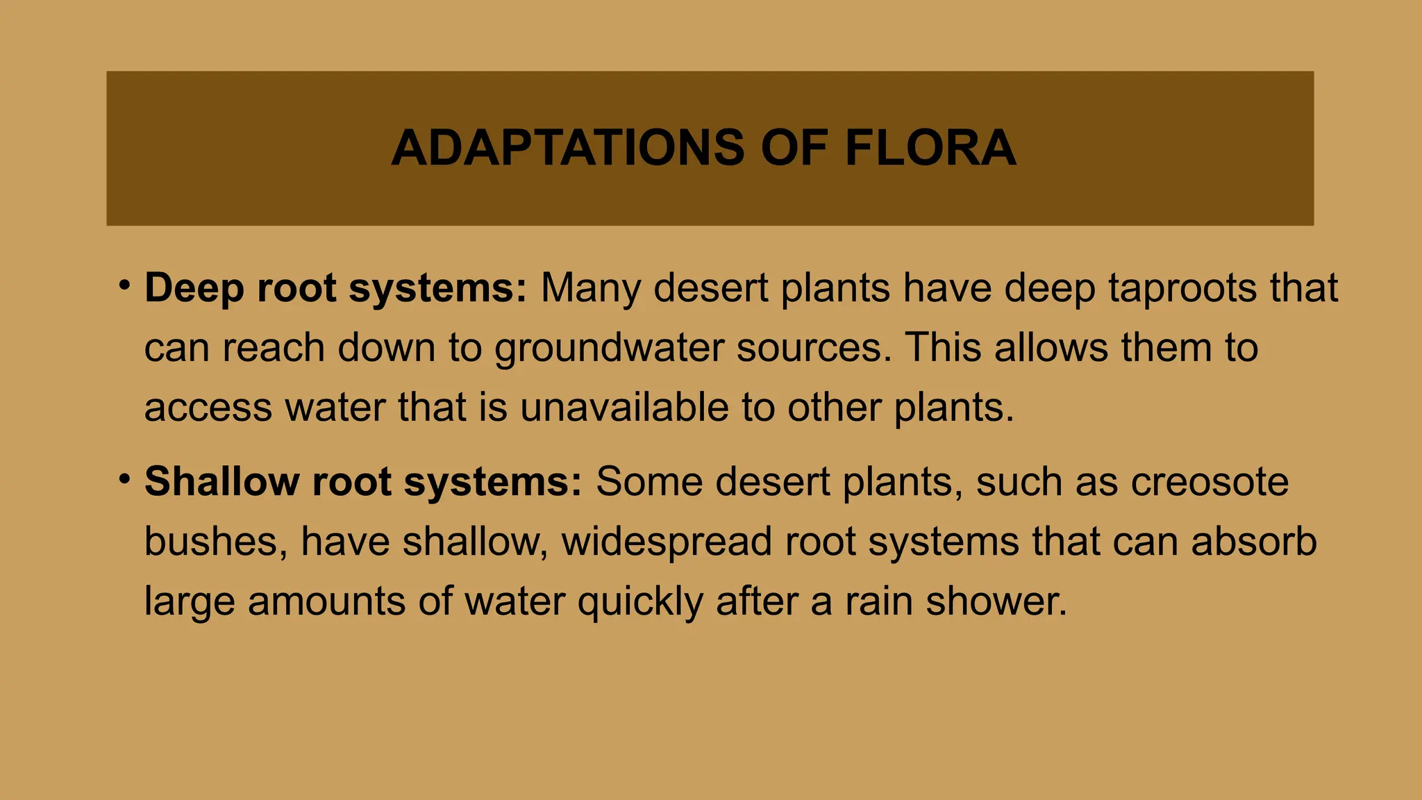 Desert ecosystem it's types , importance and adaptation of flora and ...