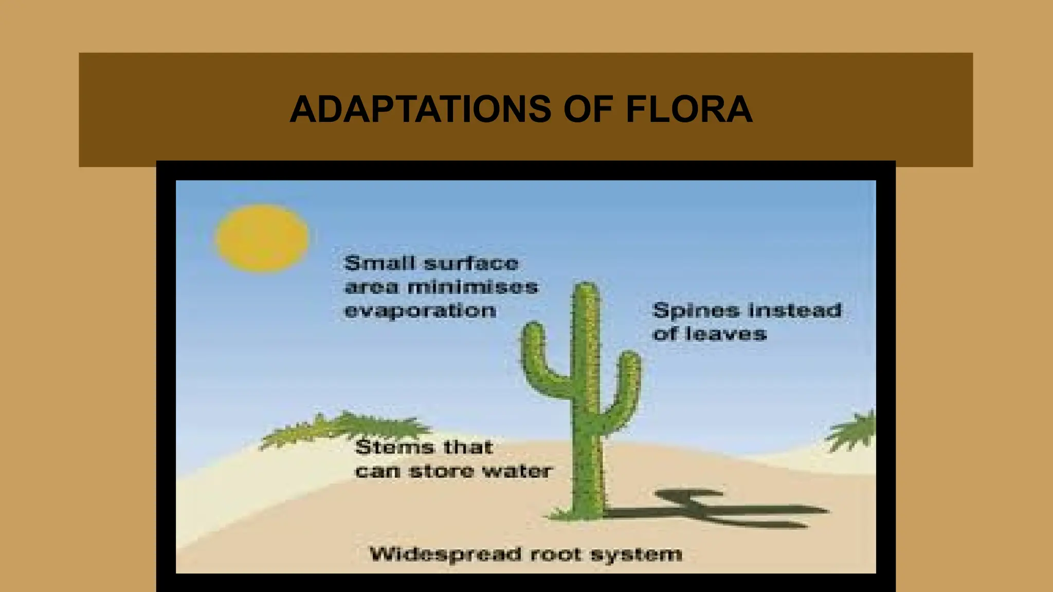 Desert ecosystem it's types , importance and adaptation of flora and ...