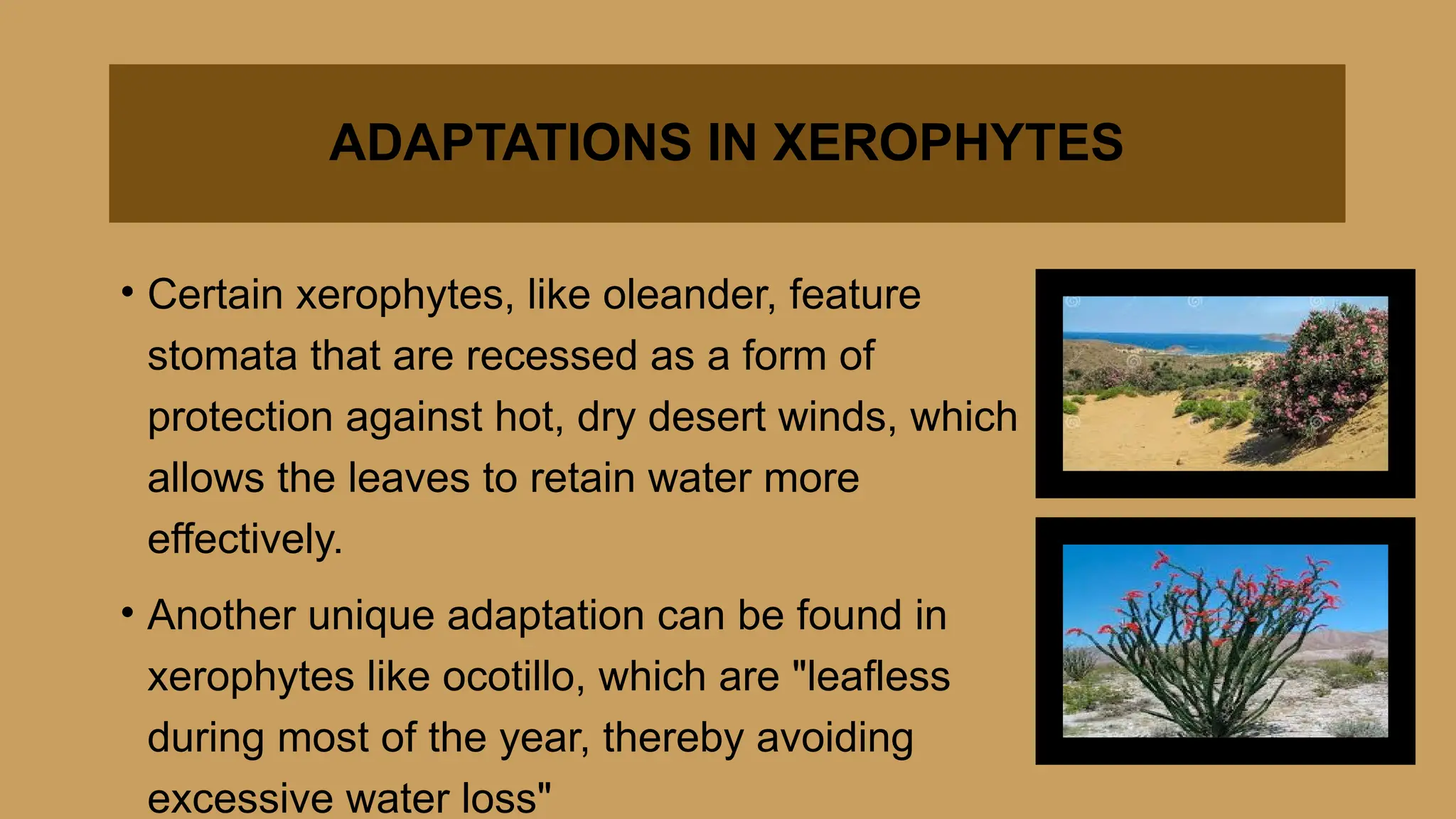 Desert ecosystem it's types , importance and adaptation of flora and ...