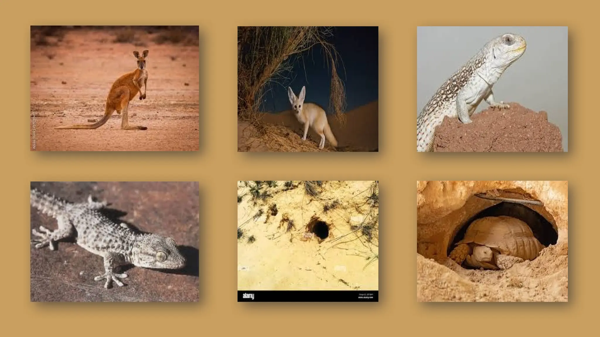 Desert ecosystem it's types , importance and adaptation of flora and ...