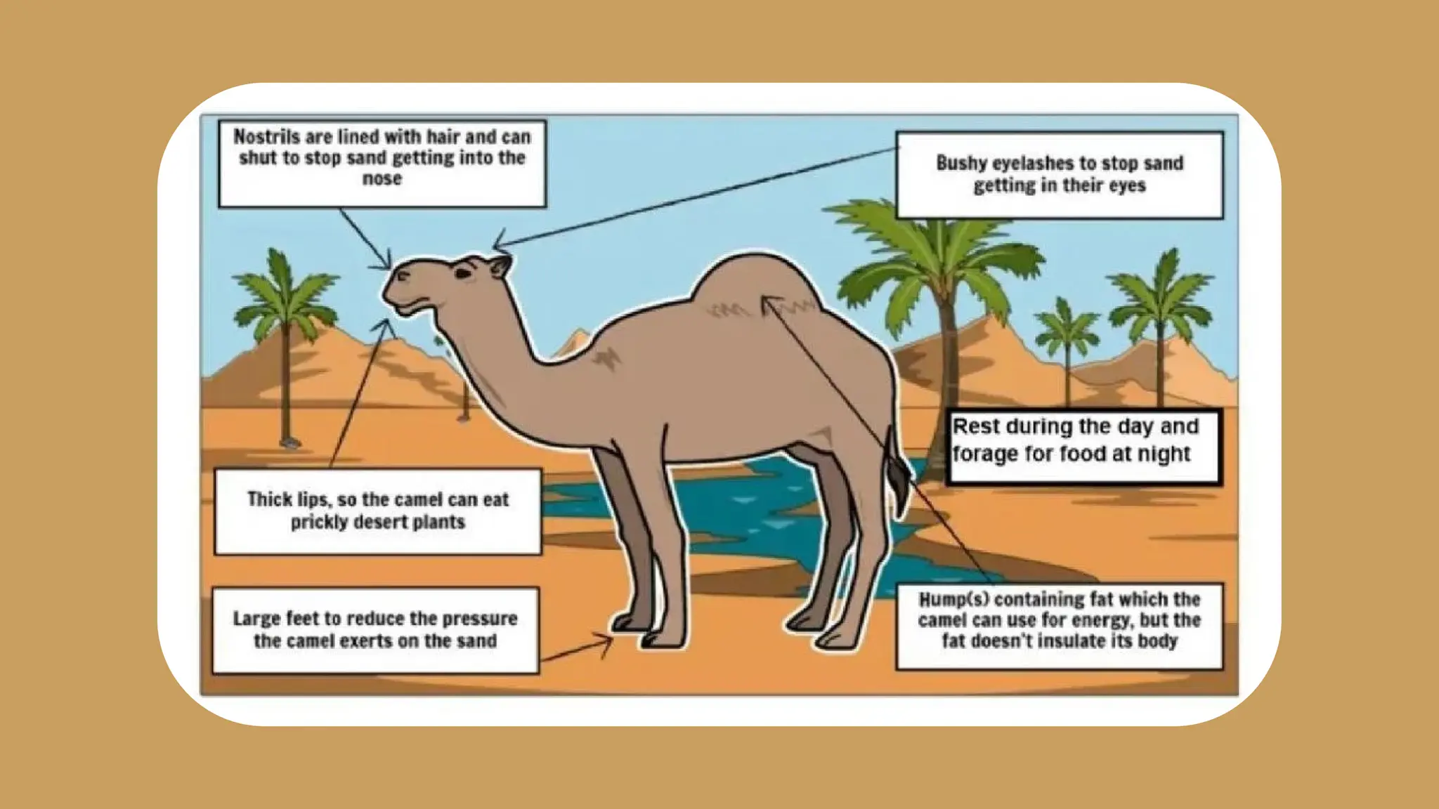 Desert ecosystem it's types , importance and adaptation of flora and ...