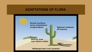 Desert ecosystem it's types , importance and adaptation of flora and ...