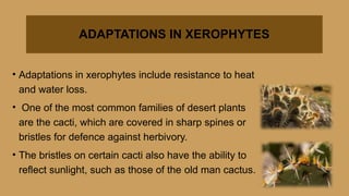 Desert ecosystem it's types , importance and adaptation of flora and ...