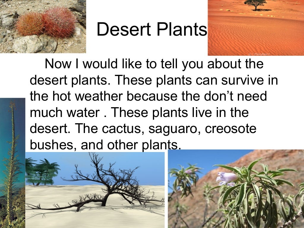 Desert Ecosystem Ap desert-ecosystem-ap