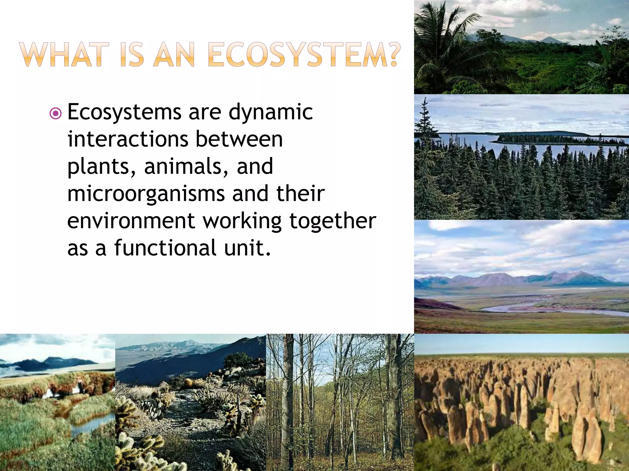 Desert ecosystem ecology | PPTX