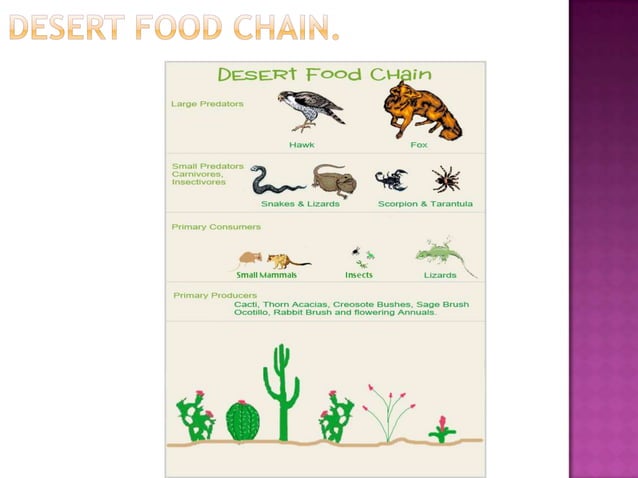 Desert ecosystem ecology | PPTX | Reptiles | Pets
