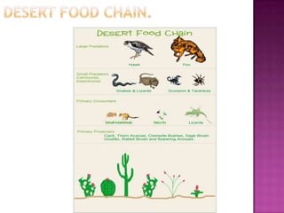 Desert Ecosystem Food Web