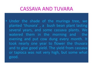AL AIN EXPERIMENT IN DESERT FARMING : TAPIOCA OR CASSAVA AND VEGITABLE ...