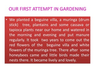 AL AIN EXPERIMENT IN DESERT FARMING : TAPIOCA OR CASSAVA AND VEGITABLE ...