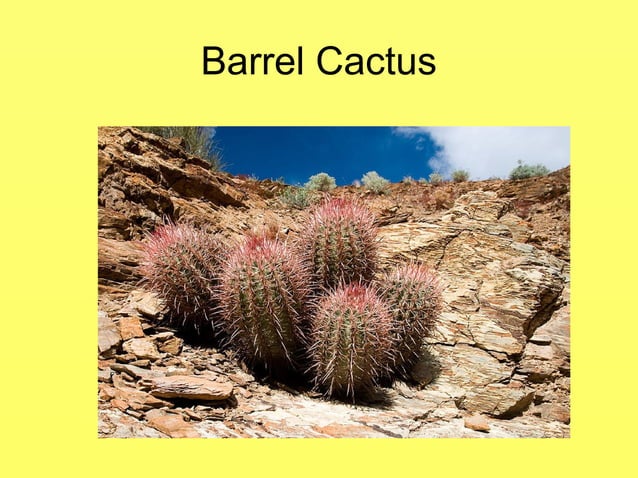 Desert flora & fauna | PPT | Geography | Science