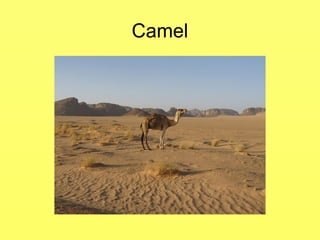 Terrestrial Habitat Desert