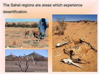 Desertification In The Sahel | PPT