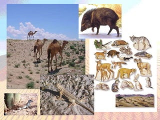 Desert notes Notes on world's deserts & organisms' adaptations to ...