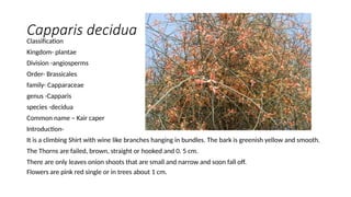 Local plant diversity and desert plant economic importance -1.pptx