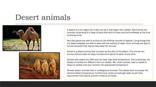 presentation on desert animal english.pptx