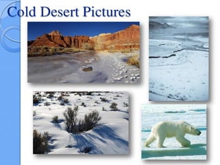 Cold Desert Vegetation