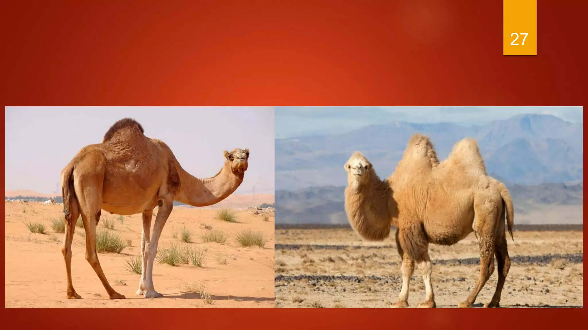 Deserts ecosystem | PPTX