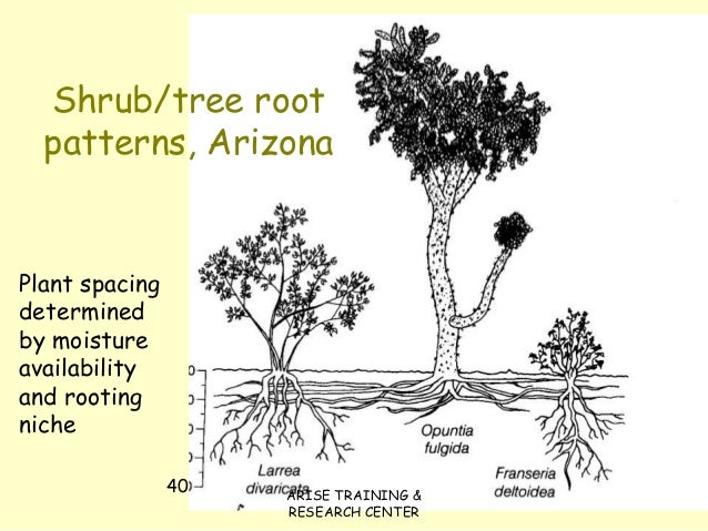 Desert Plant Root Systems