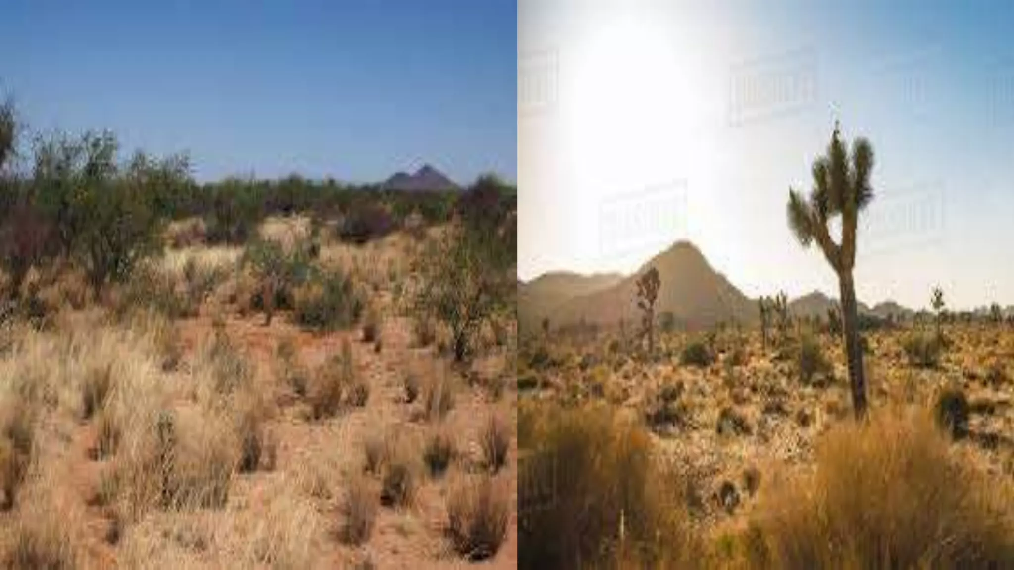 Deserts definition and explaination | PPT