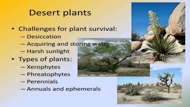 A2 Physical Geography - Hot arid and Semi Arid Environment | PPTX ...