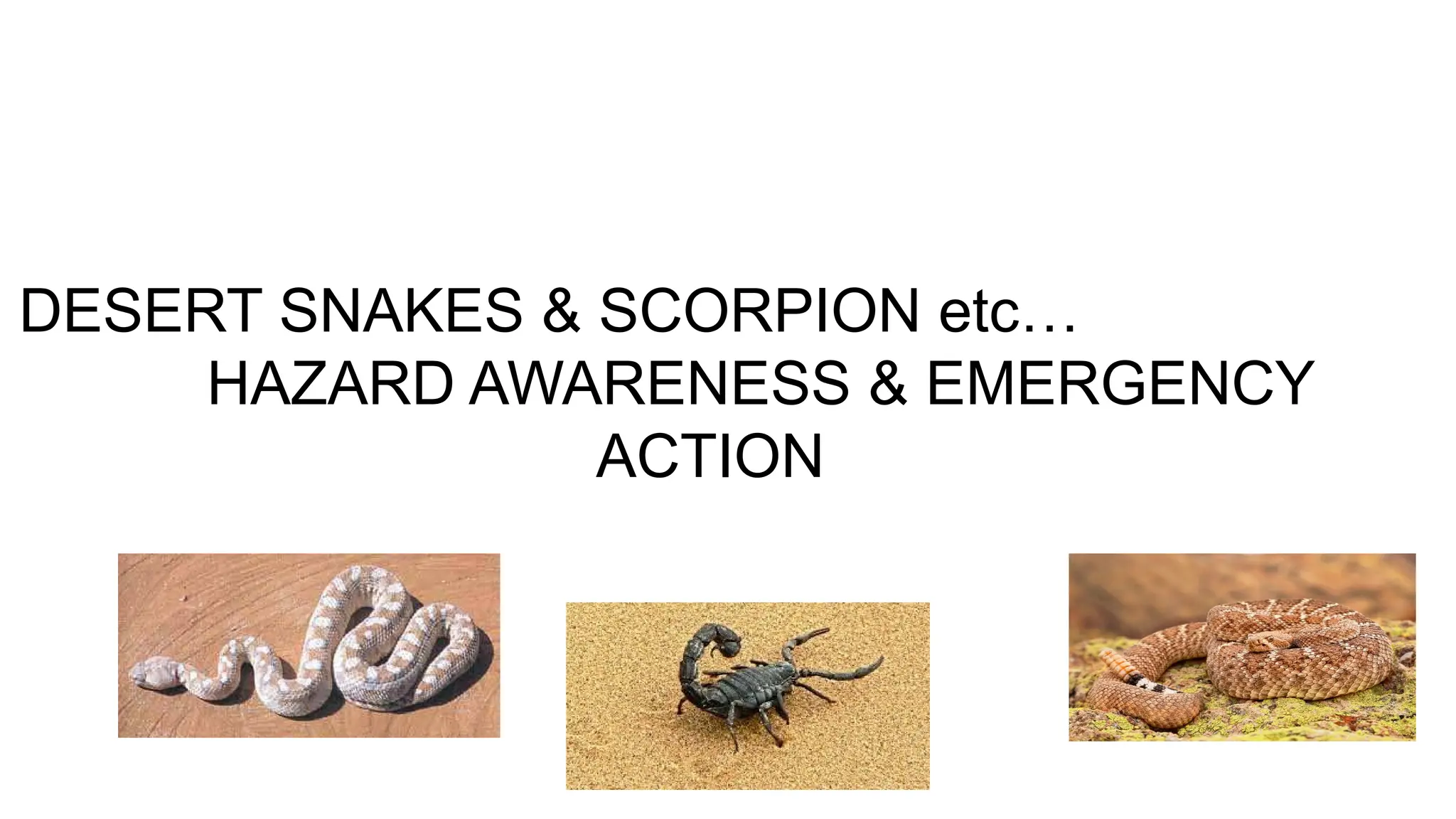 DESERT SNAKE SCORPION AWARENESS.pptx hse | PPTX