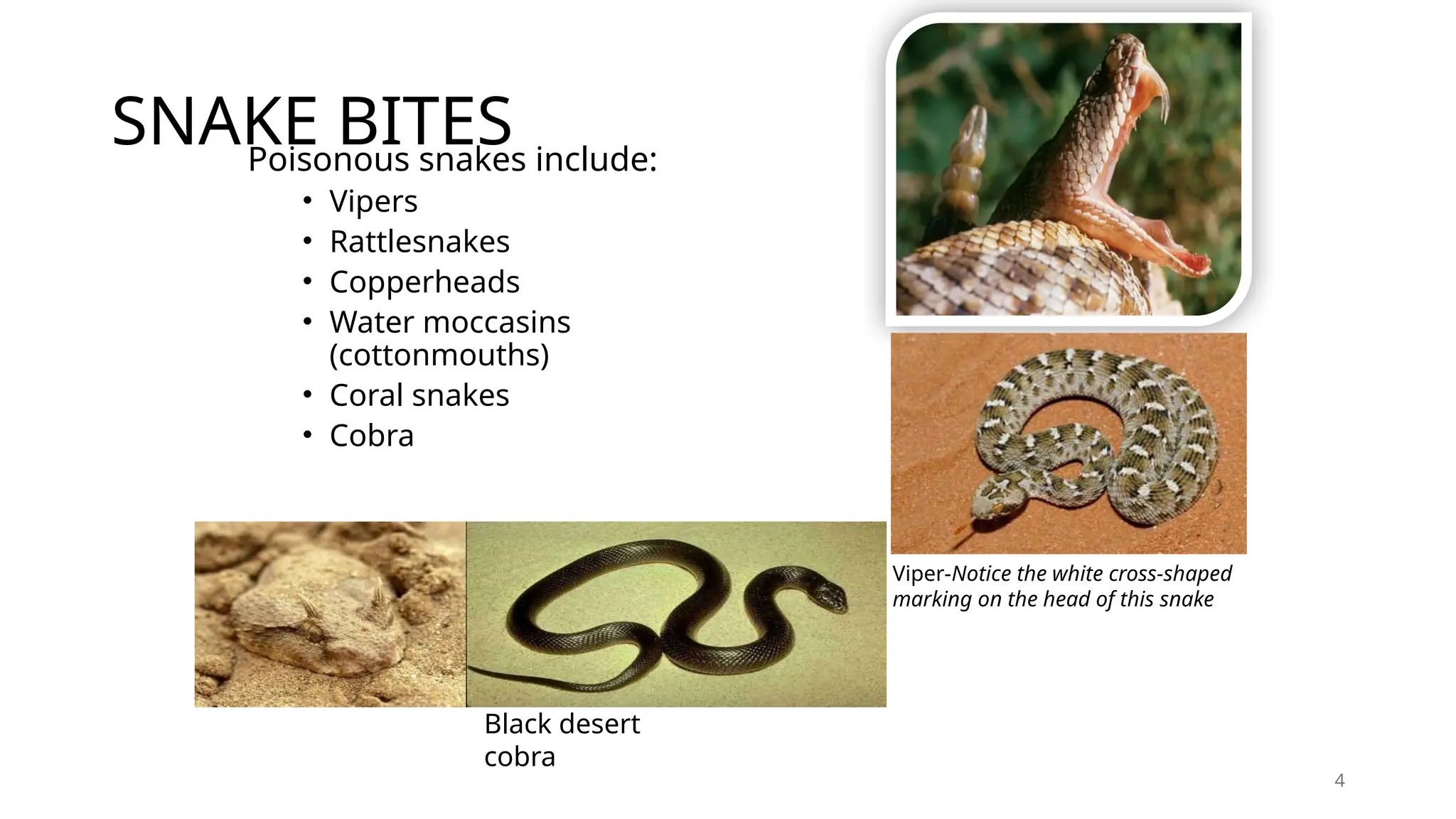 DESERT SNAKE SCORPION AWARENESS.pptx hse | PPTX