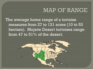 Desert tortoise rodrigo 2014 | PPTX
