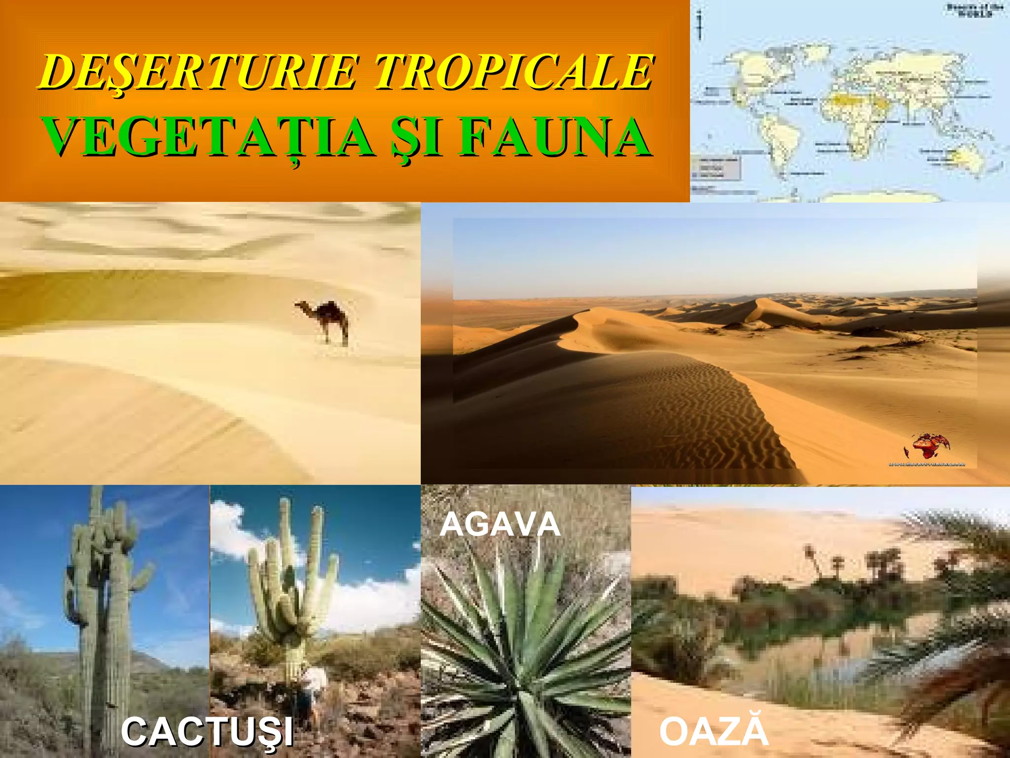 Deserturile tropicale | PPT
