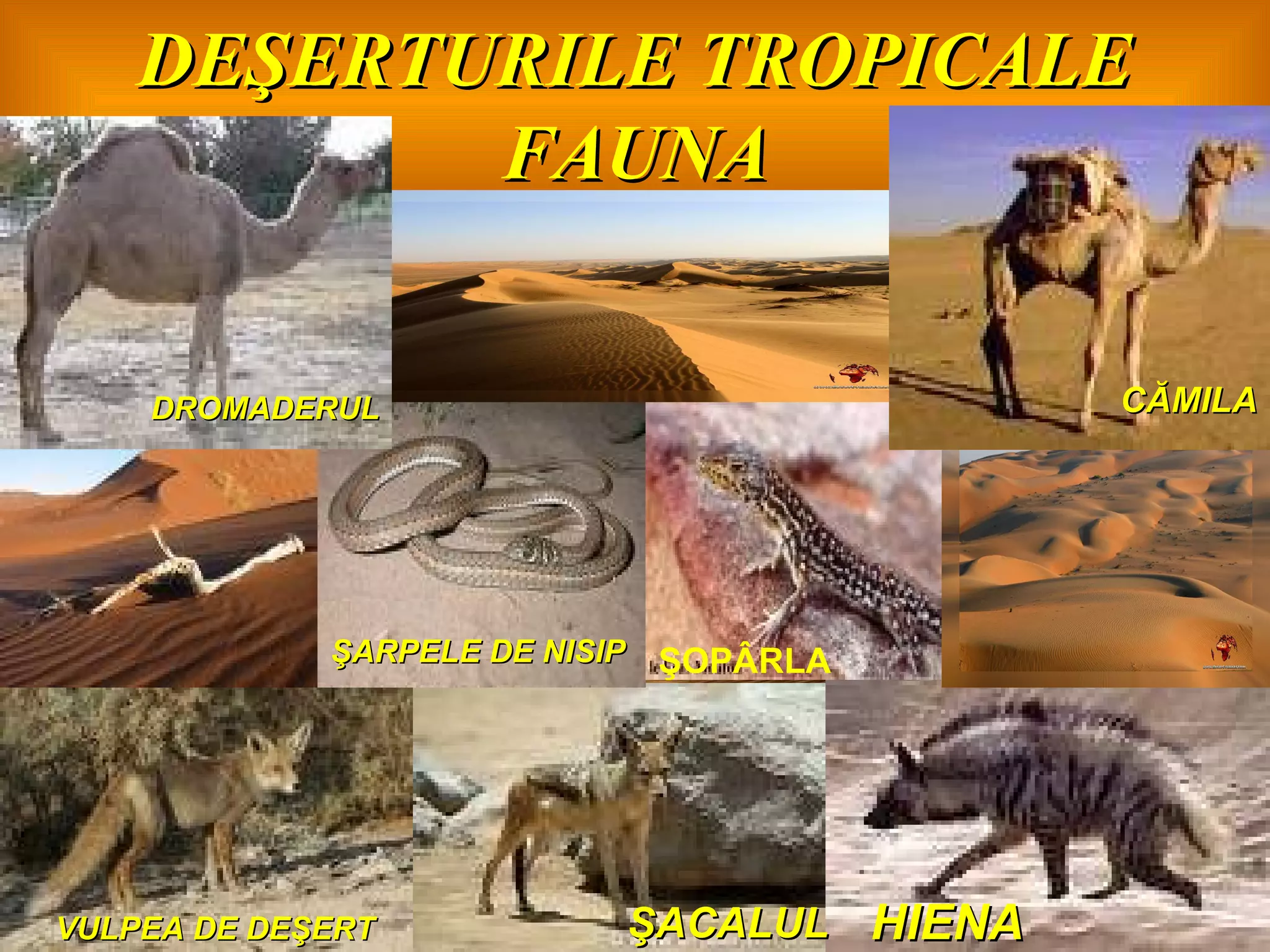Deserturile tropicale | PPT