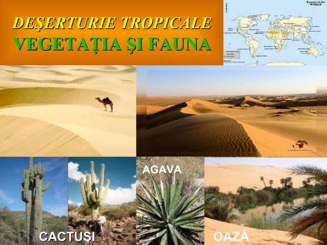 Deserturile tropicale | PPT