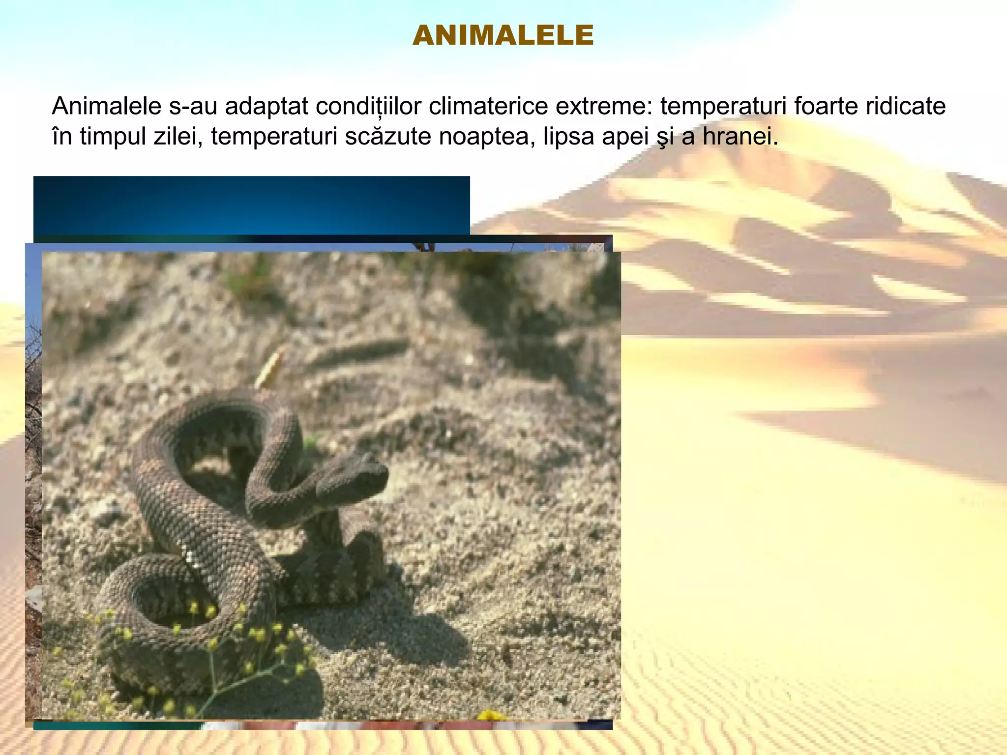 Deserturile tropicale | PPT