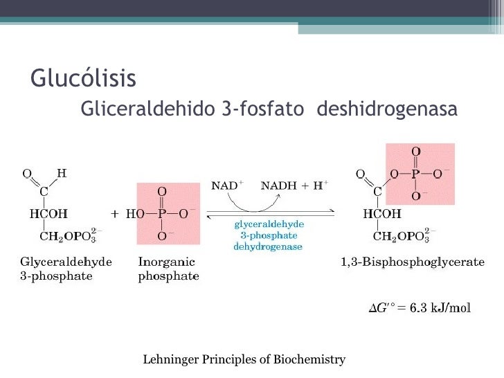 Deshidrogenasas 2