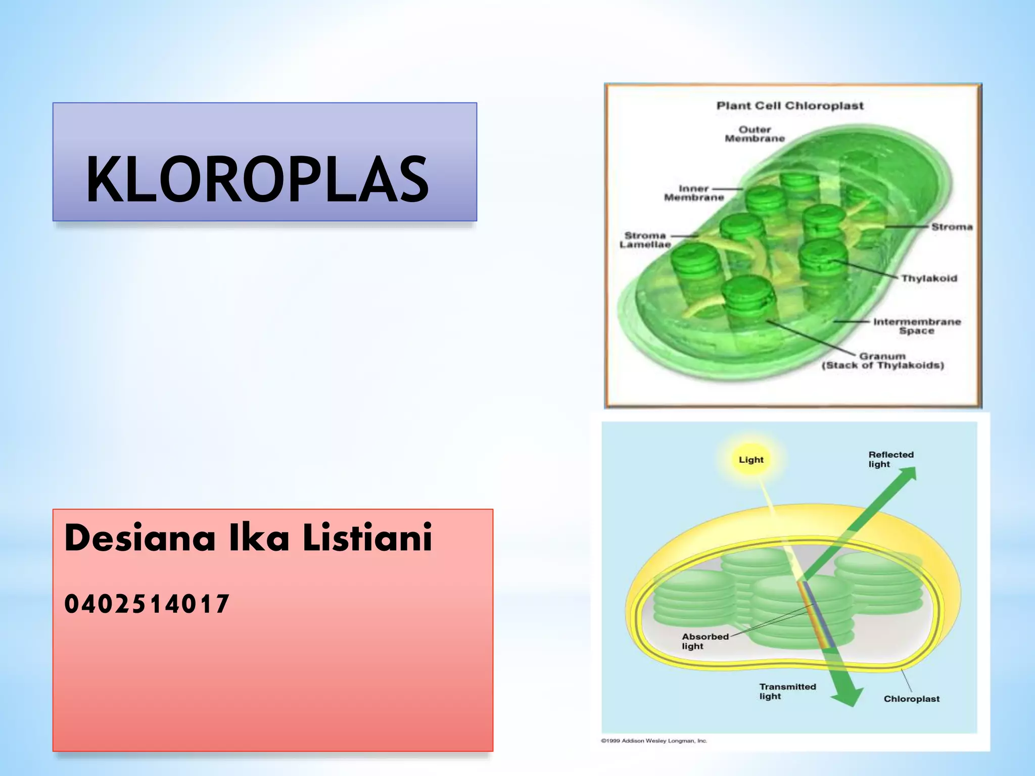 metabolisme pada kloroplas Desiana Ika Listiani 0402514017 pps unnes | PPTX