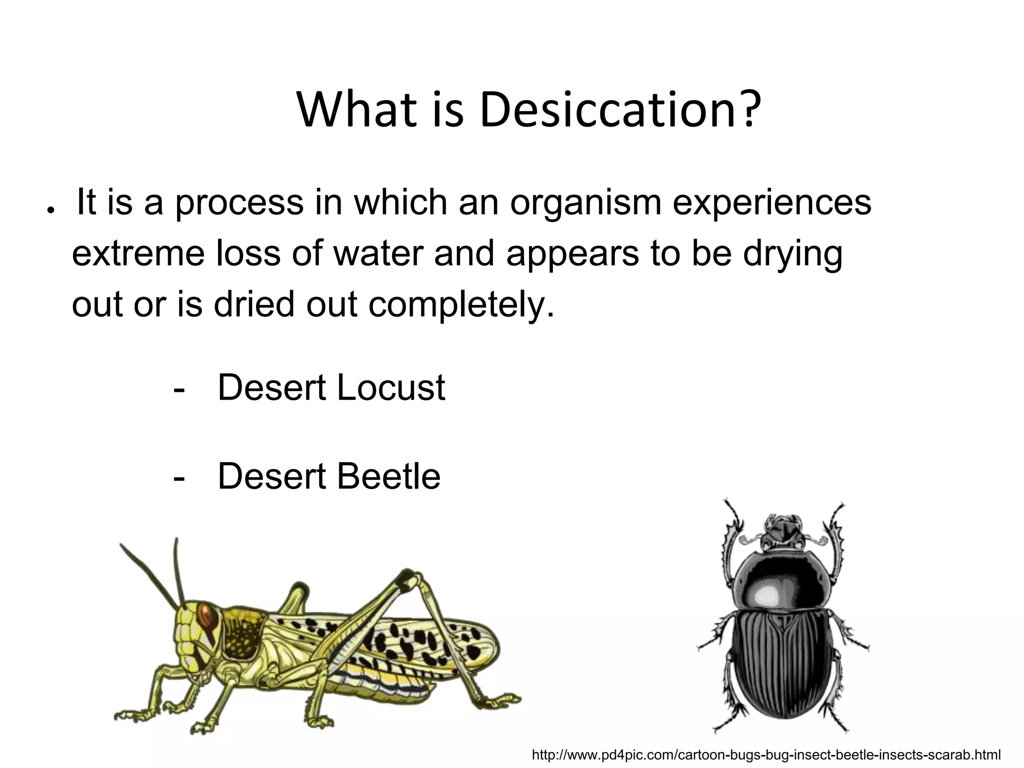 Desiccation locusts and beetles presentation | PPT