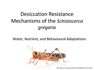 Desiccation locusts and beetles presentation | PPT